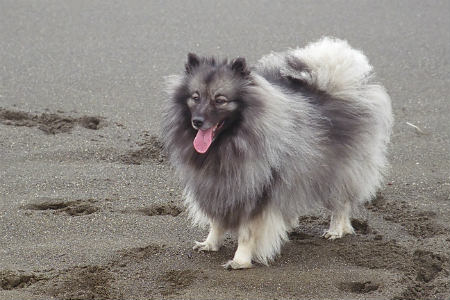 Mistura De Pomerania Keeshond