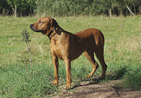 Ataque De Rhodesian Ridgeback