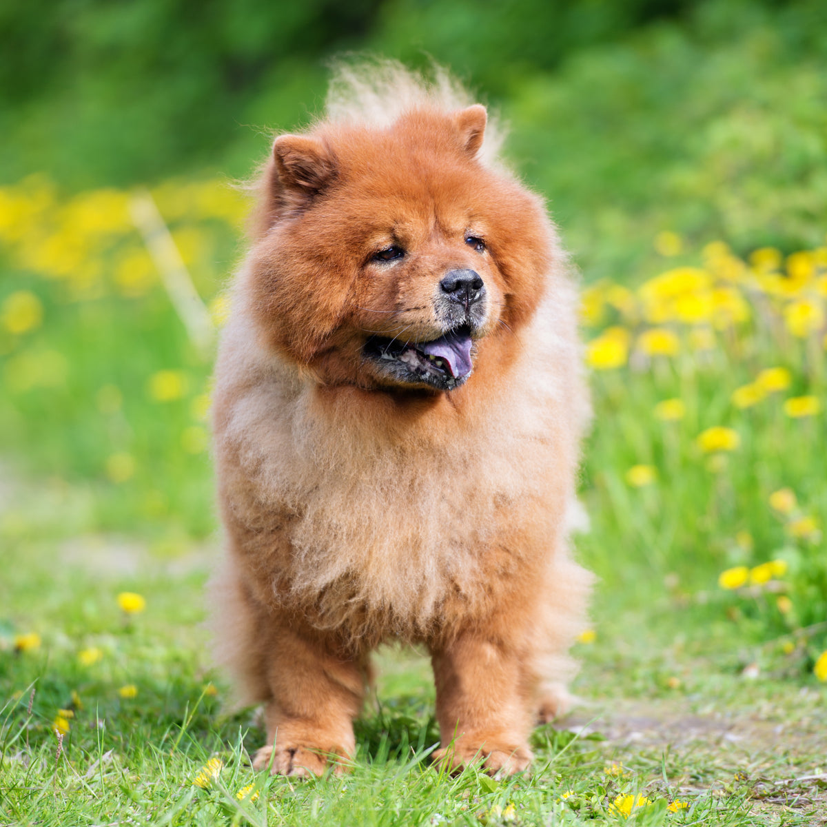 El Chow Chow: una raza de perro única y fascinante – Lobo Azul