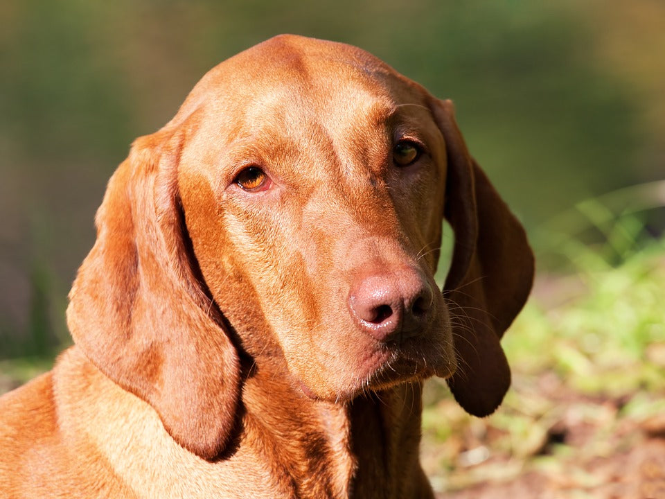Vizsla o Braco Húngaro Conoce las características más resaltantes de e ...