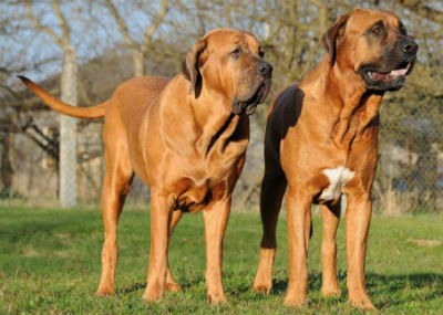 Tosa Inu Size