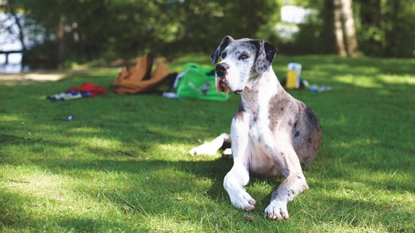 Gran Danés – Descubre su historia, características, aspecto y salud de ...