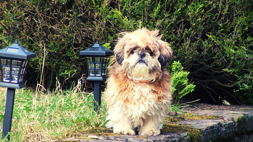 Mal-shi | Descubre esta reciente raza – Lobo Azul