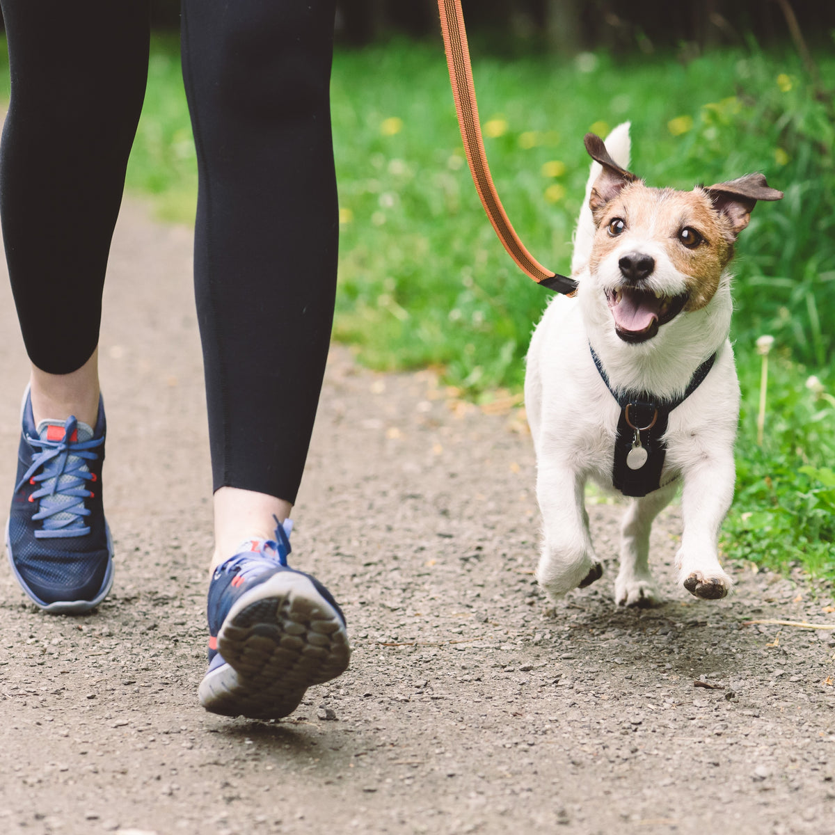¿Cómo debes pasear perro a tu perro? – Lobo Azul