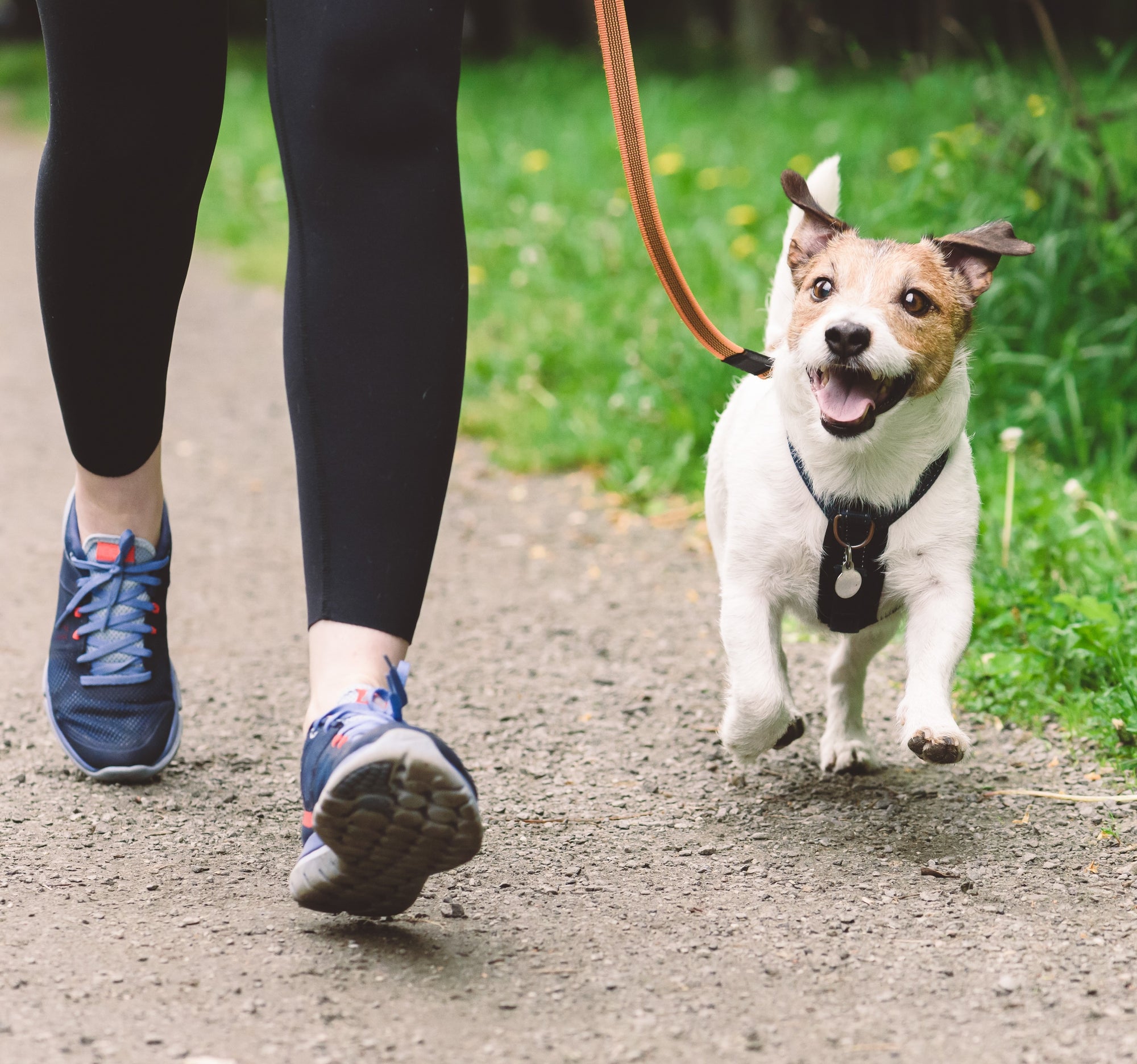 ¿Cómo debes pasear perro a tu perro? – Lobo Azul