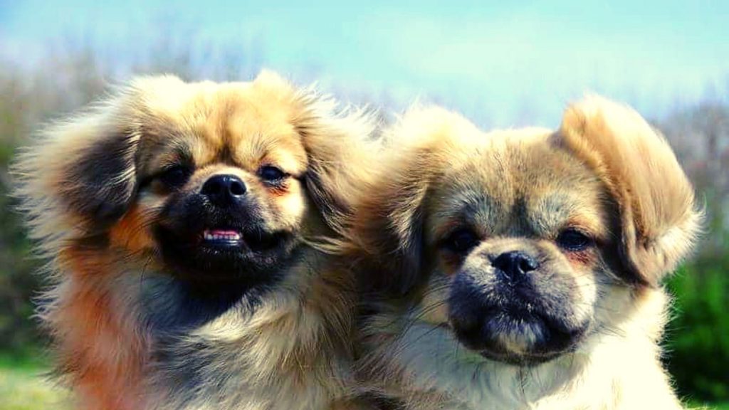 Spaniel Tibetano | Una raza que daba prestigio – Lobo Azul