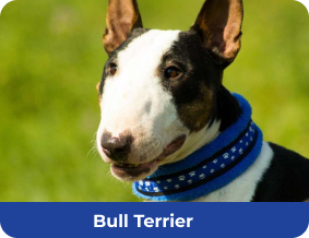 Pastor Blanco Suizo - Conoce todos los detalles de este elegante perro ...