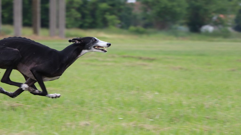 Cachorro Galgo Correndo