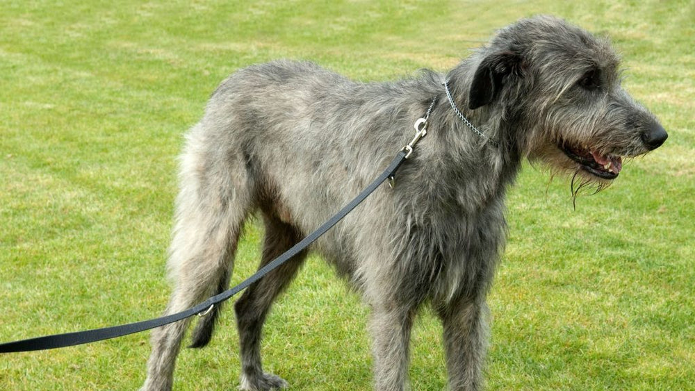 Dingo - Todo lo que debe saber de esta extraña raza de perro – Lobo Azul