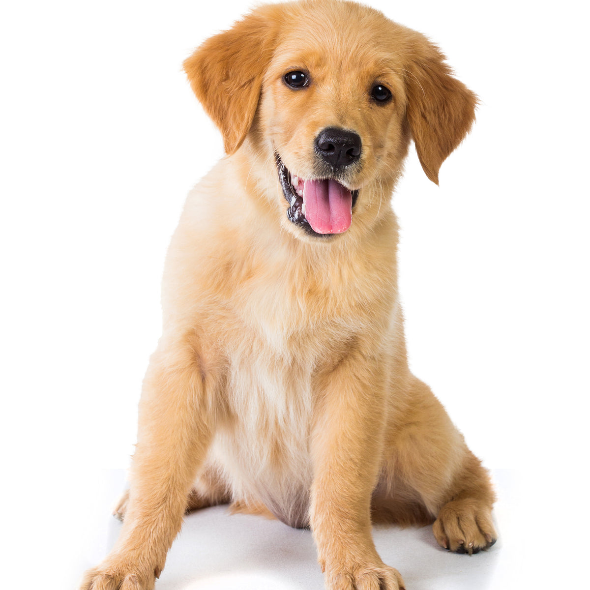 10 razas de perros que no ladran – Lobo Azul