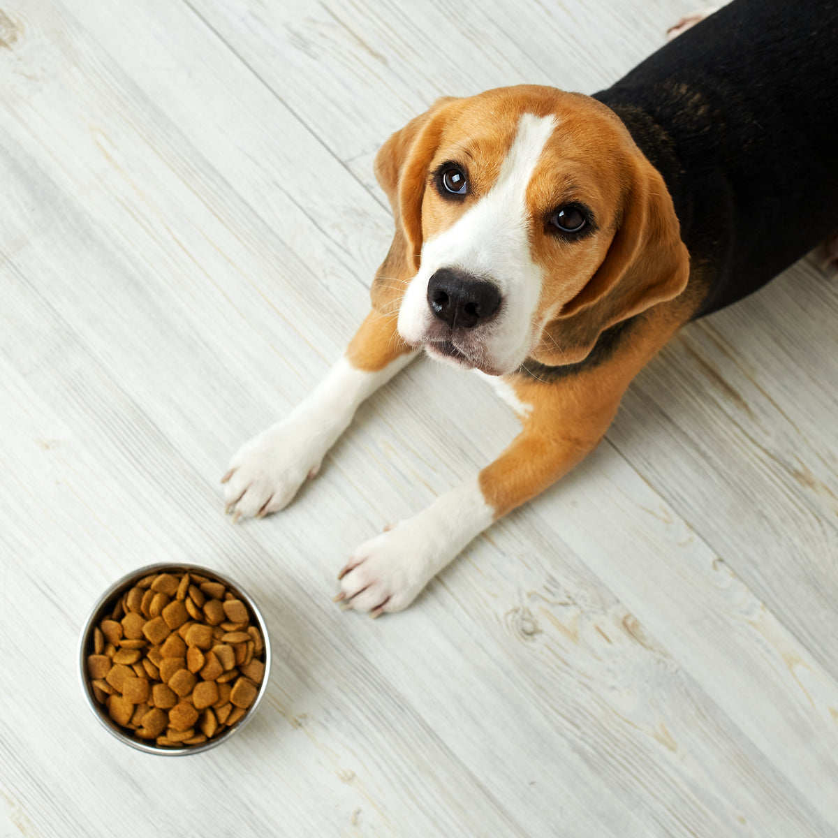Trucos para que tu perro coma pienso – Lobo Azul